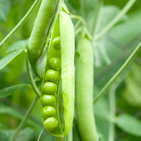 Leguminoase - BASF Agricultural Solutions Republica Moldova