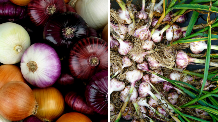 Bulboase (ceapă, usturoi) - BASF Agricultural Solutions Republica Moldova